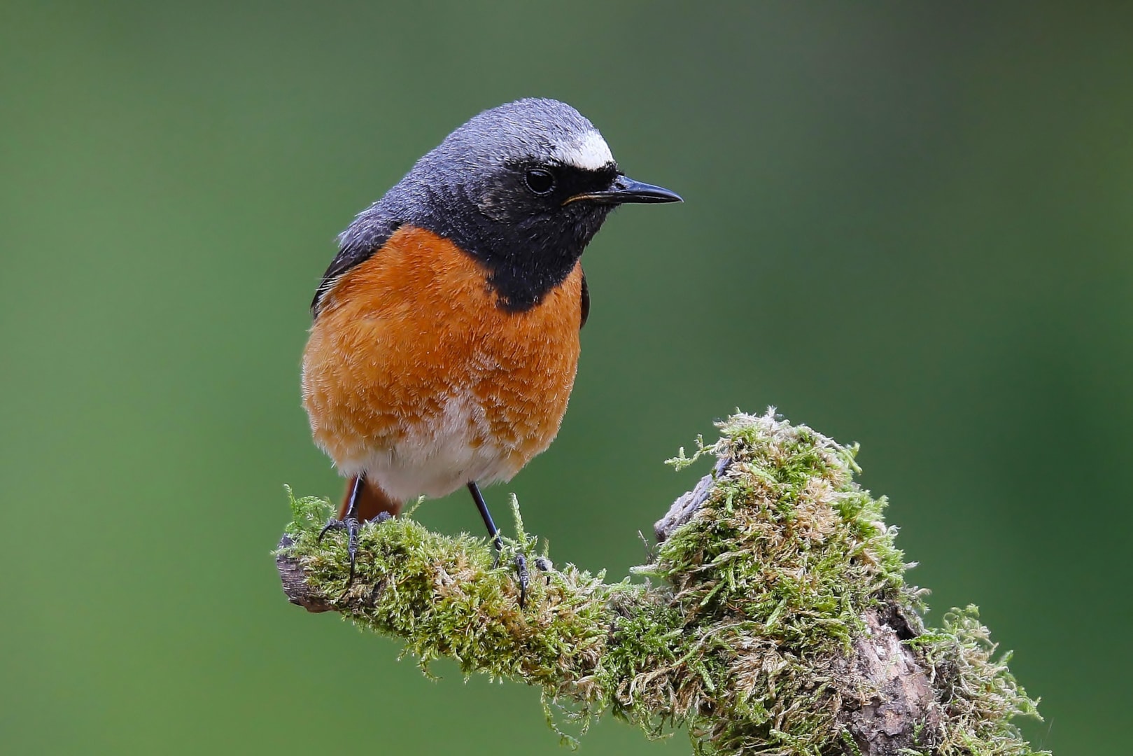 Common Redstart by Clive Daelman - BirdGuides