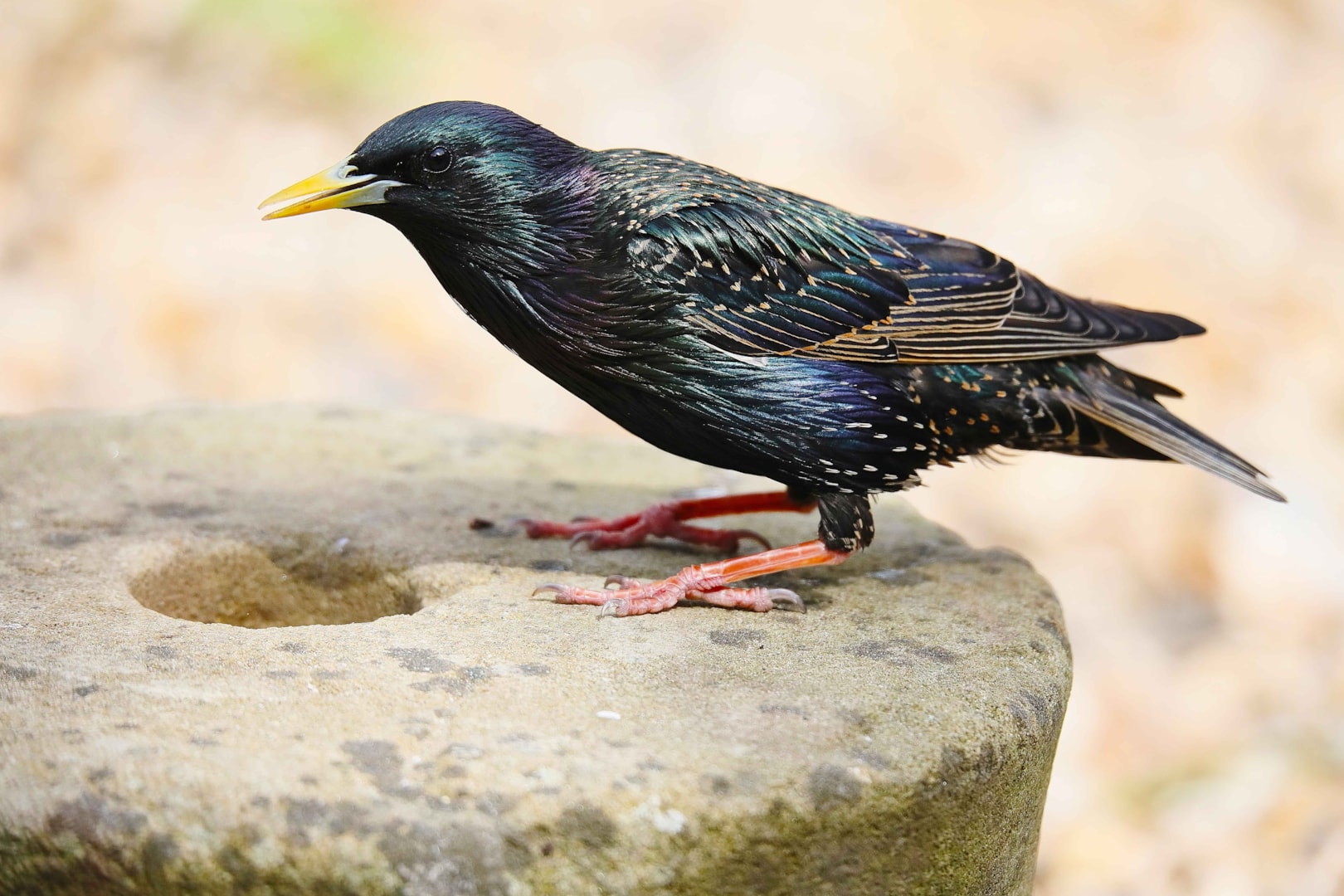 Common Starling by Clive Daelman - BirdGuides