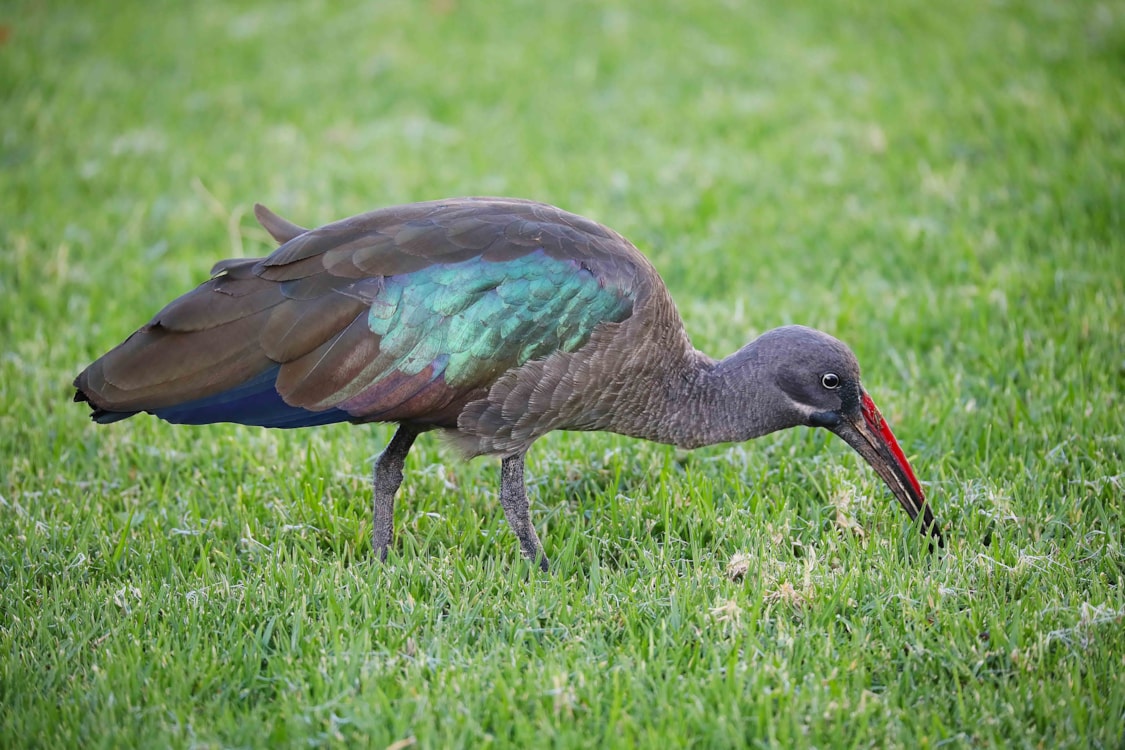 Hadada Ibis by Clive Daelman - BirdGuides