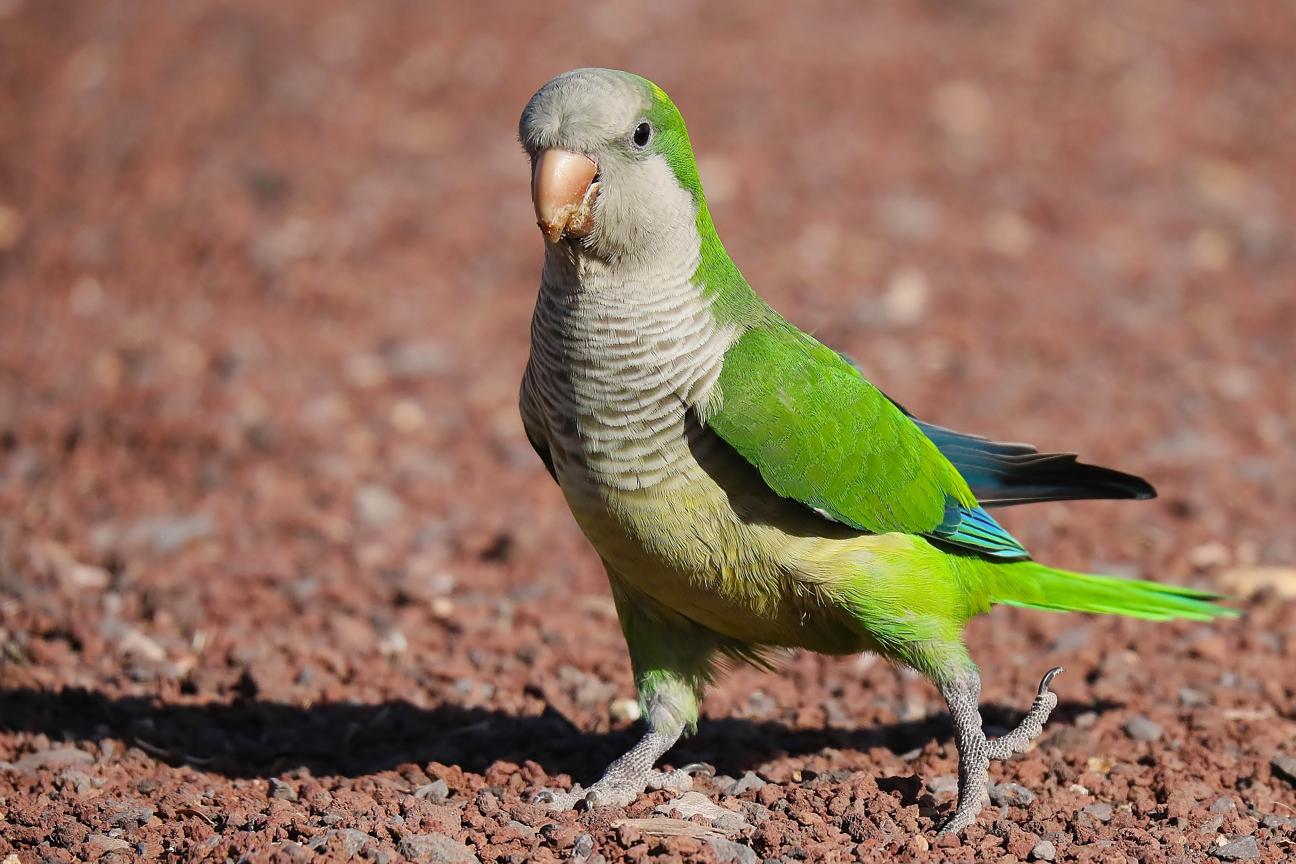 Details : Monk Parakeet - BirdGuides