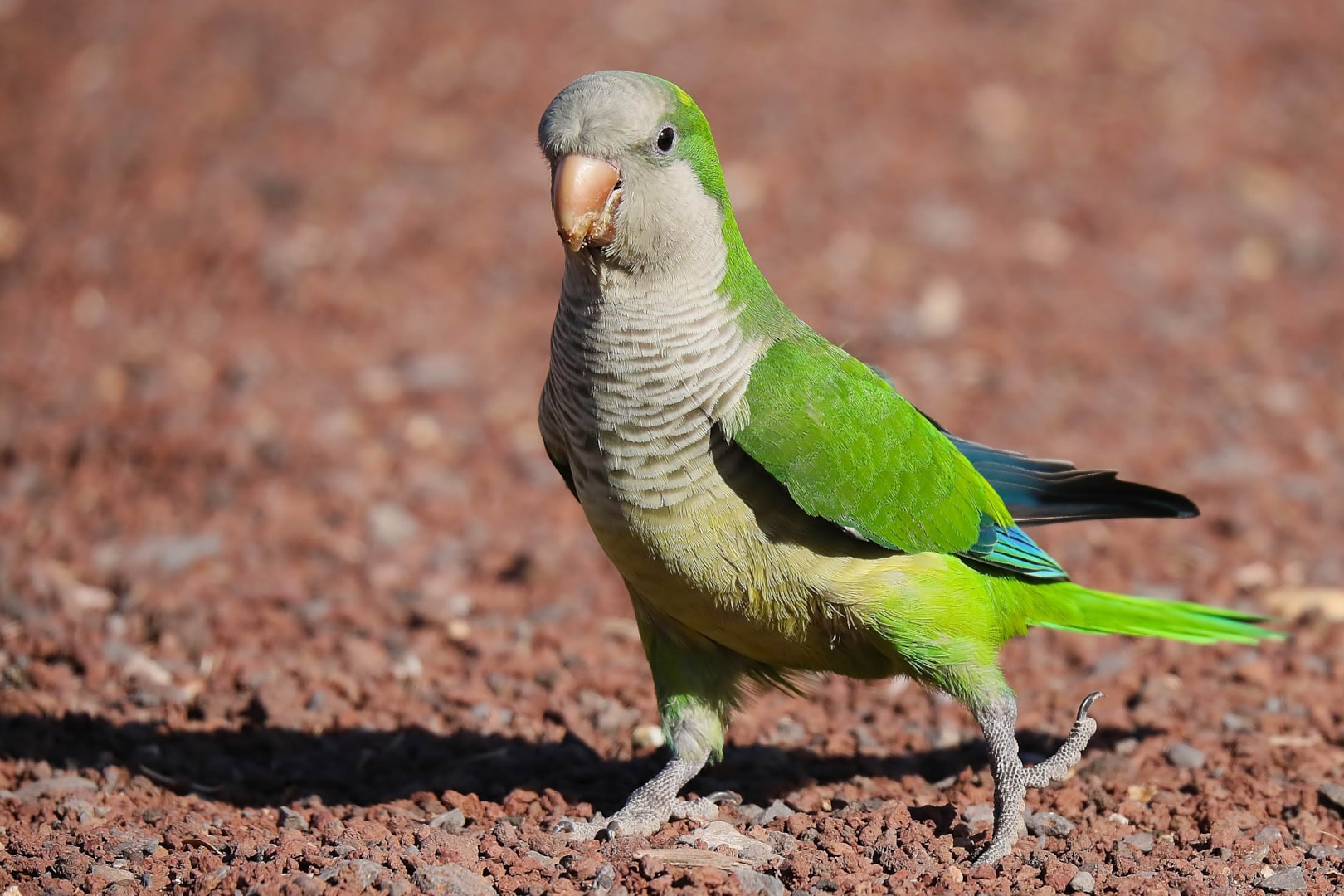 Monk Parakeet by Clive Daelman - BirdGuides
