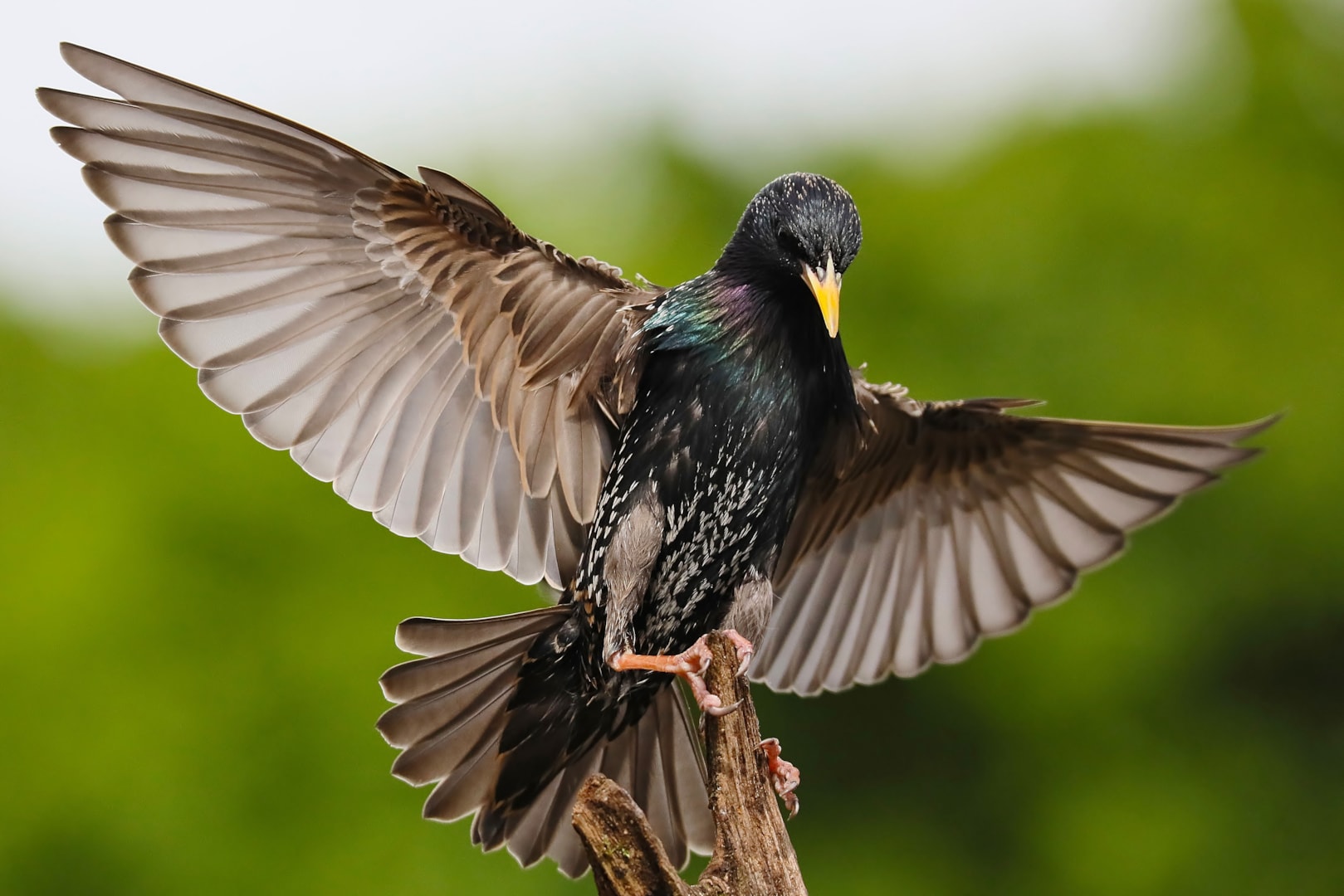 Common Starling by Clive Daelman - BirdGuides