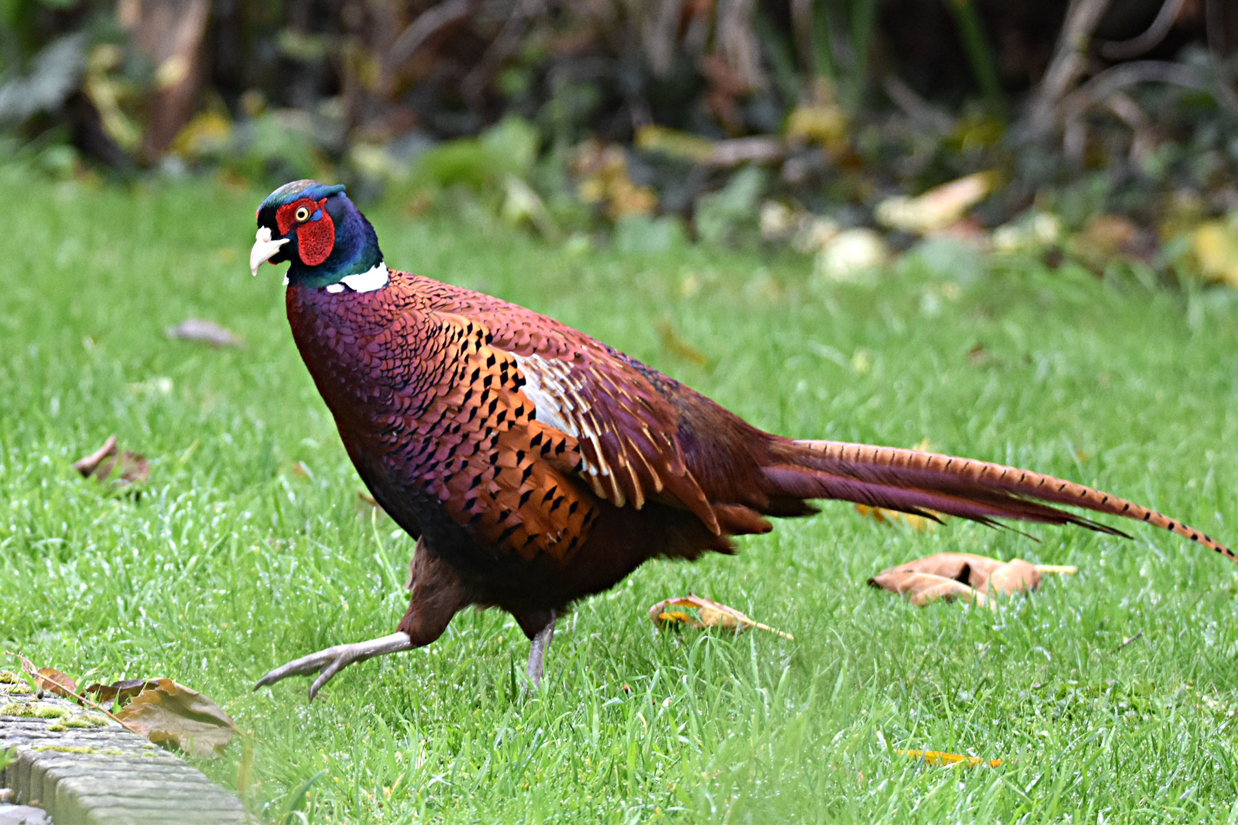Common Pheasant by Fausto Riccioni - BirdGuides