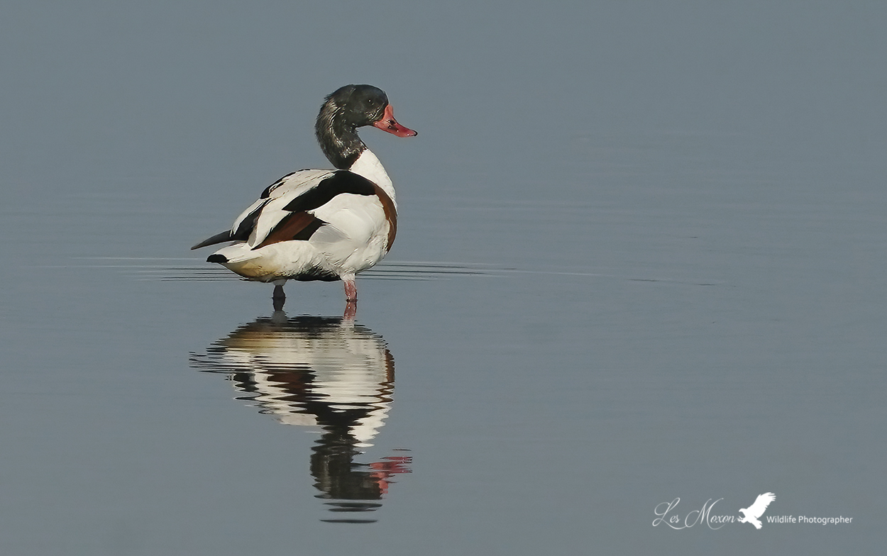 Common Shelduck by Les Moxon - BirdGuides