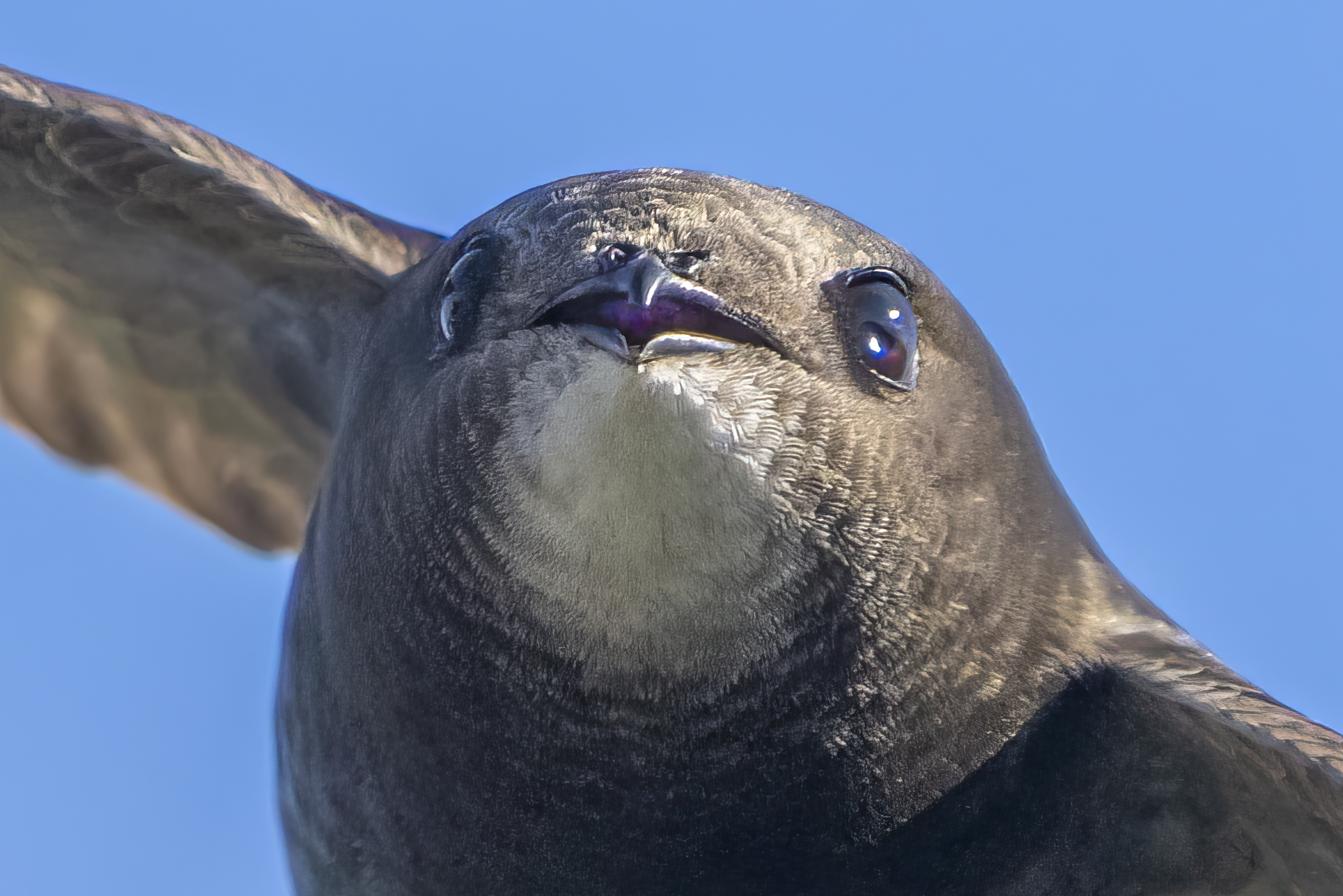 Petition launched to make swift bricks compulsory in new housing ...