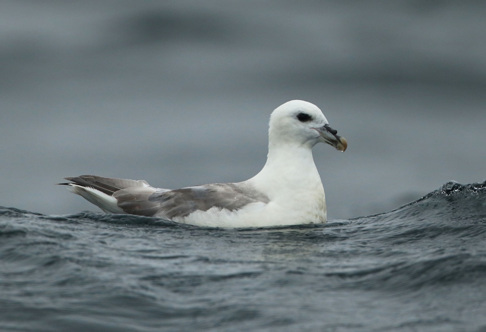 Northern Fulmar by Jon Mercer - BirdGuides