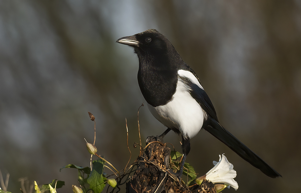 Magpie by Les Moxon - BirdGuides