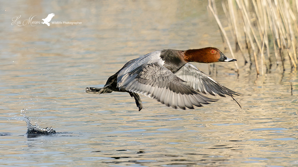 Common Pochard by Les Moxon - BirdGuides