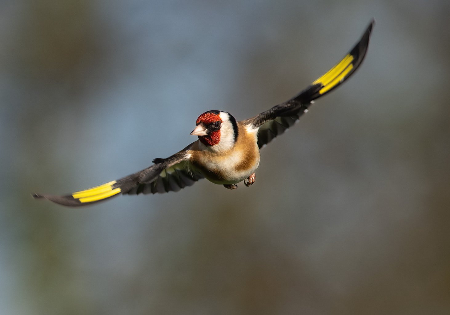 Goldfinch Flying
