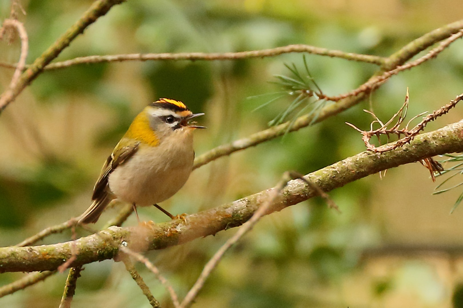 Firecrest by Richard Allan - BirdGuides