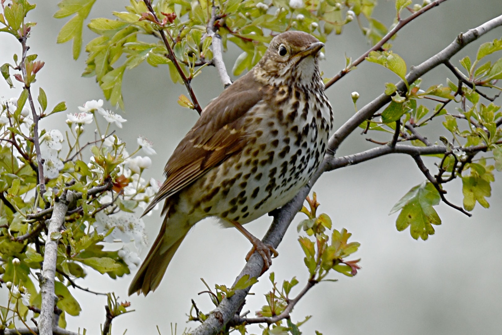 Song Thrush by Fausto Riccioni - BirdGuides