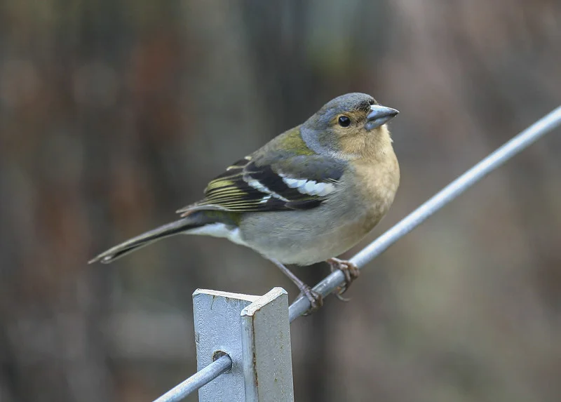 Details : Madeira Chaffinch - BirdGuides