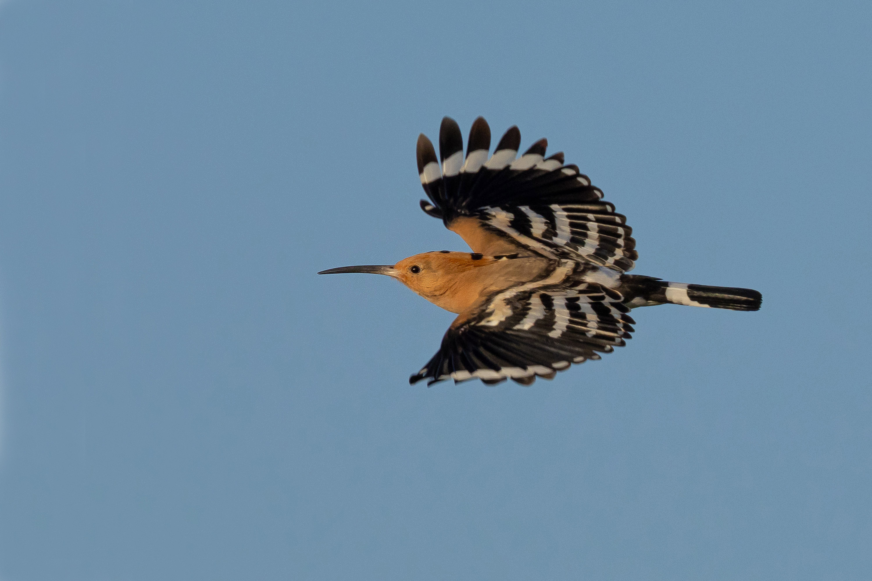 Birdwatching Sites in Lanzarote - BirdGuides