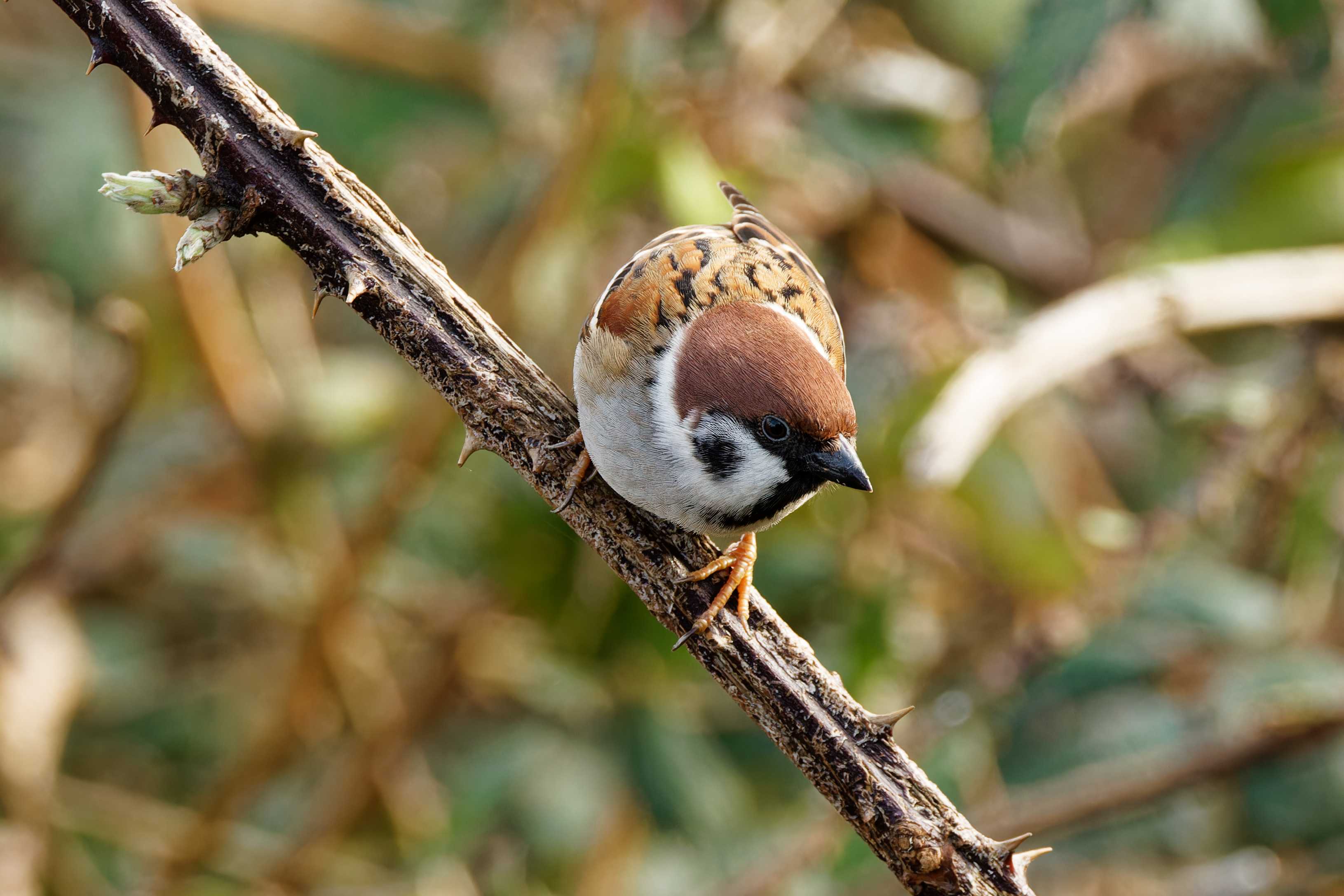 Tree Sparrow by Matthew Mellor - BirdGuides