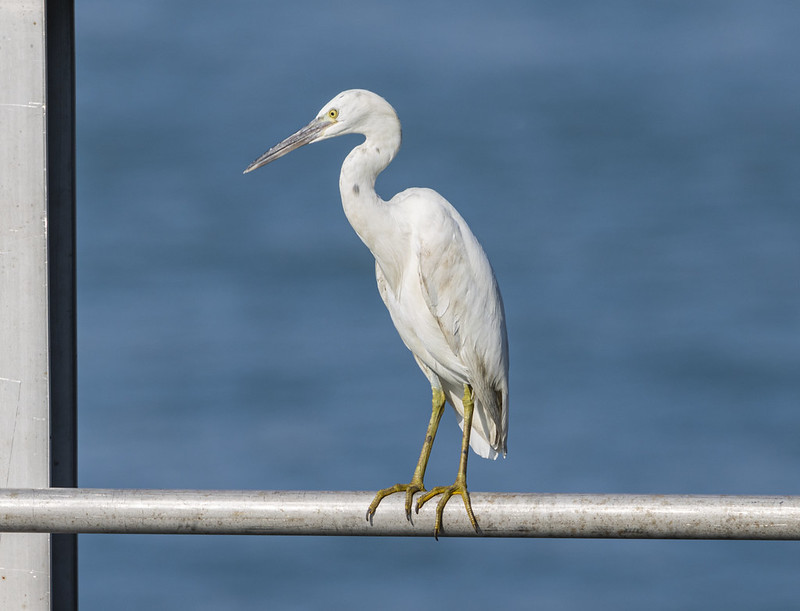 Details : Pacific Reef Heron - BirdGuides