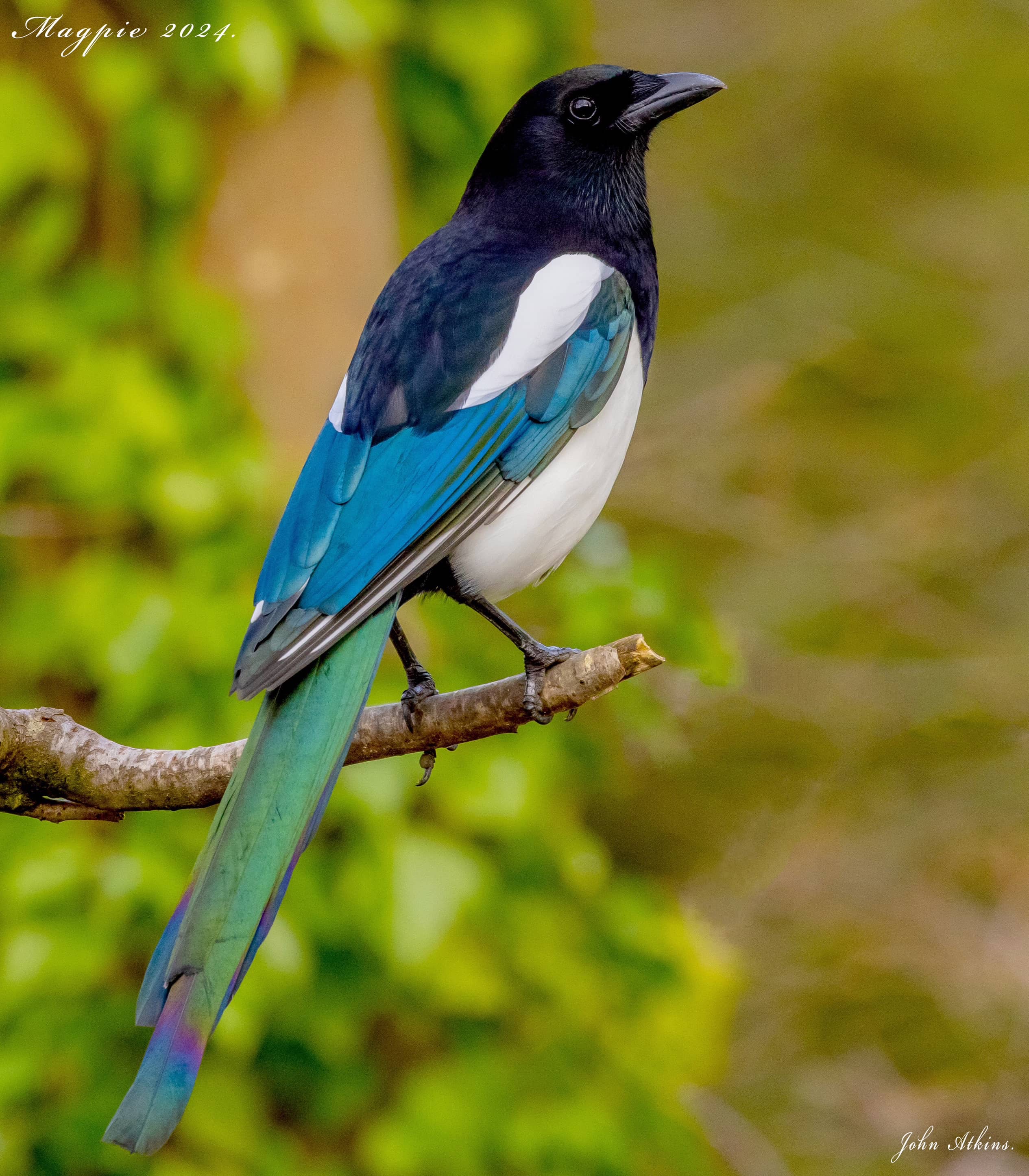 Magpie by John Atkins - BirdGuides