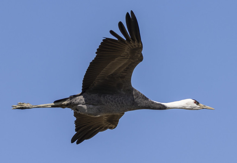 Bird diversity rises in Yangtze River Basin - BirdGuides