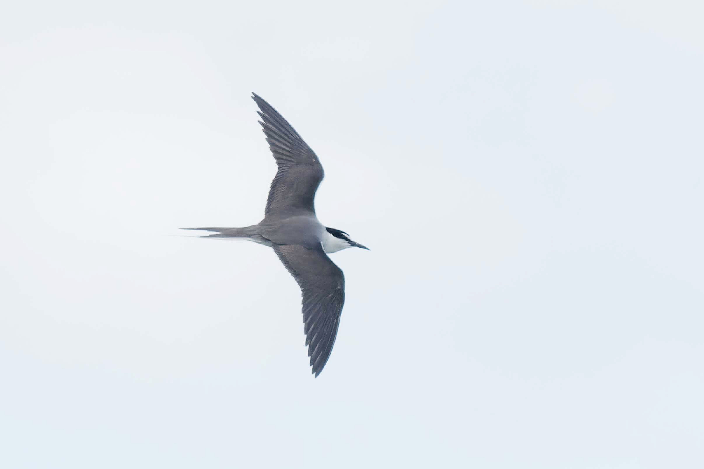Bridled Tern by Matthew Mellor - BirdGuides