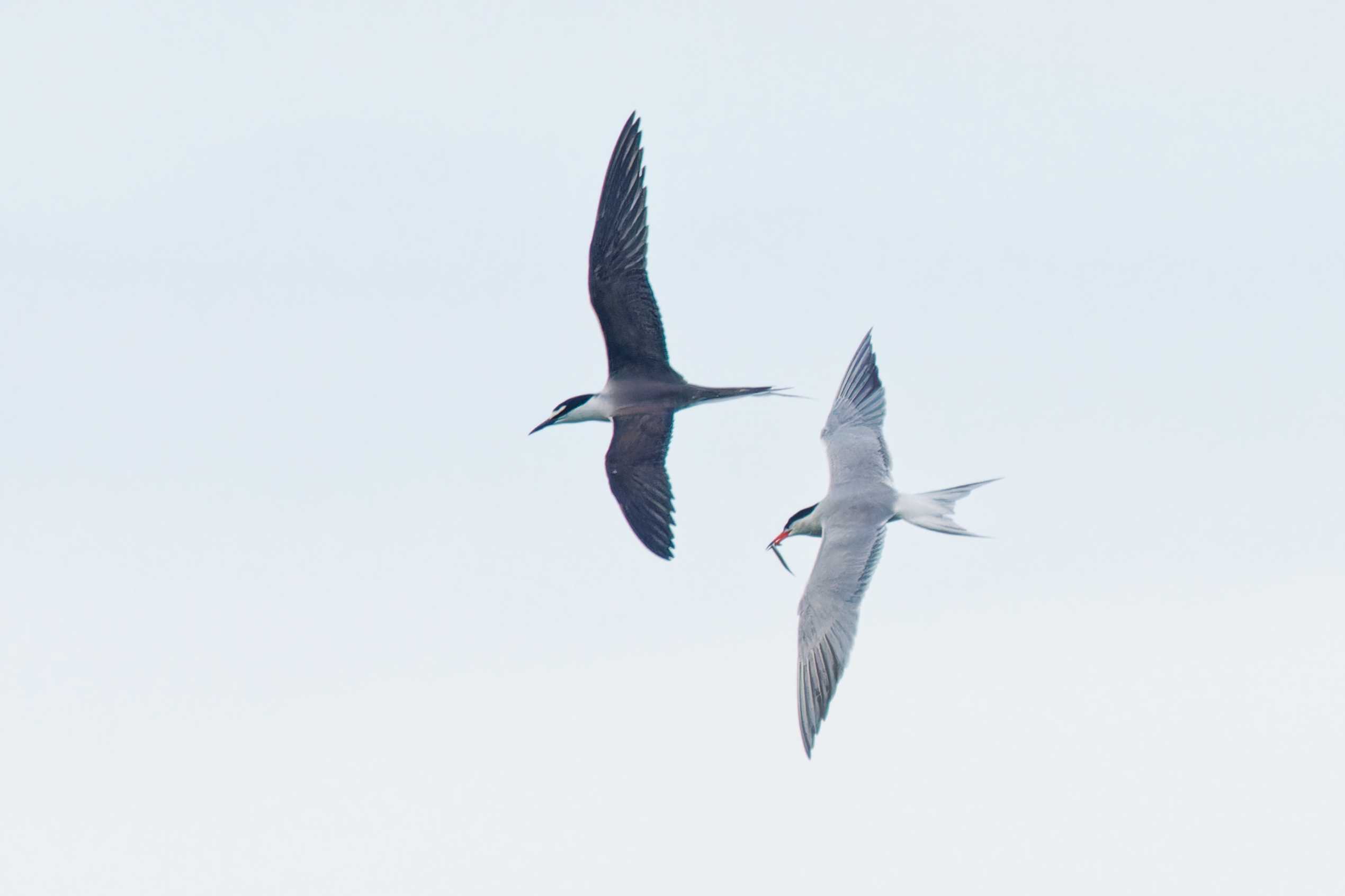 Bridled Tern by Matthew Mellor - BirdGuides