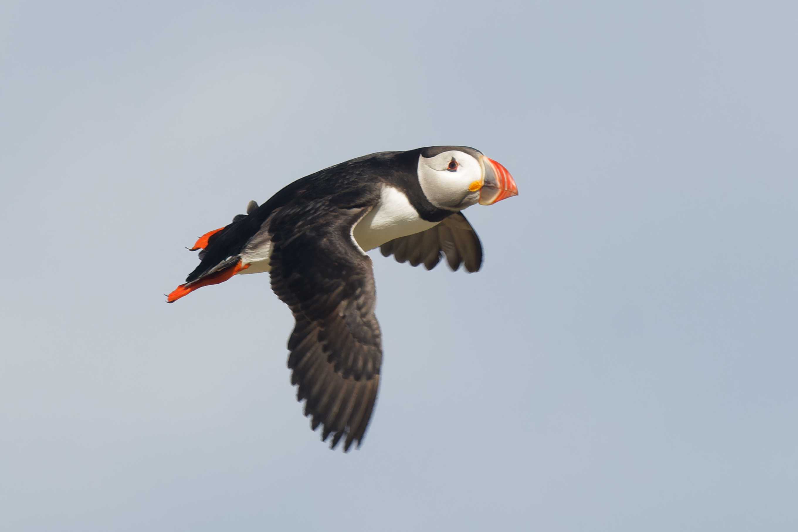 Puffin by Matthew Mellor - BirdGuides