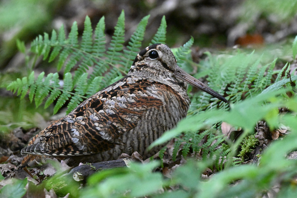 Woodcock decline on Scottish island linked to shooting activity ...