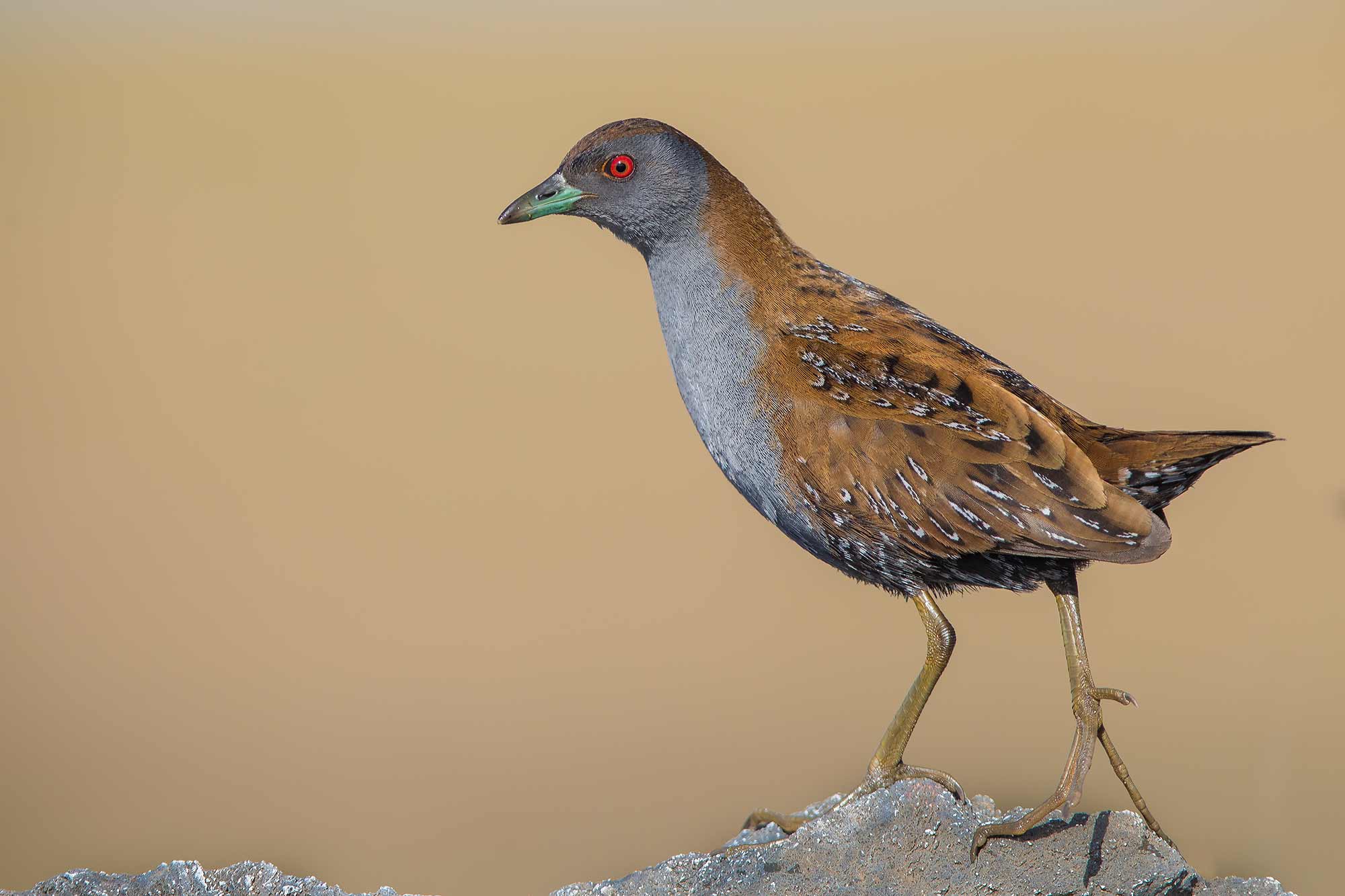 Details : Baillon's Crake - BirdGuides