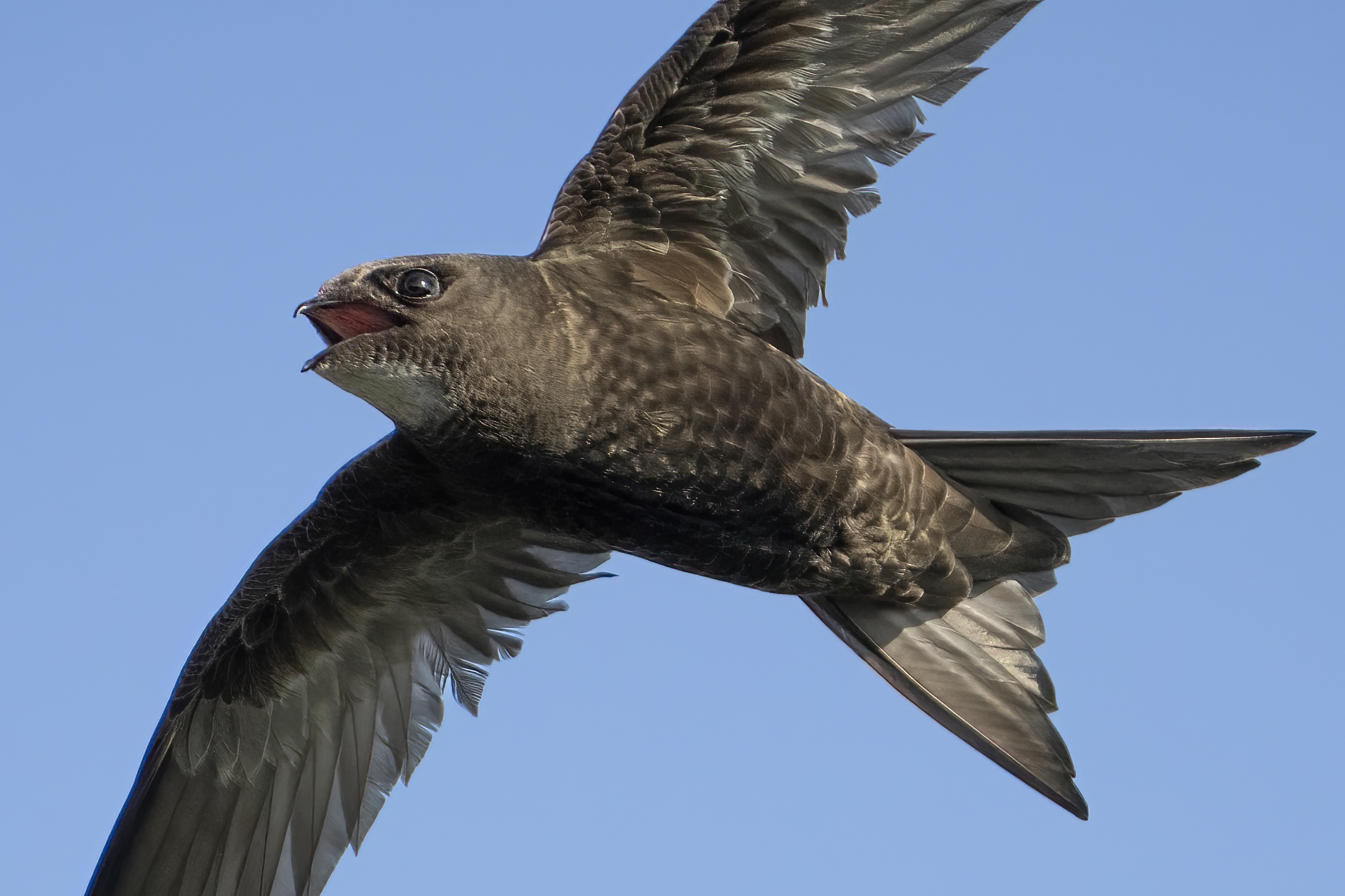 Swift Awareness Week starts Saturday - BirdGuides