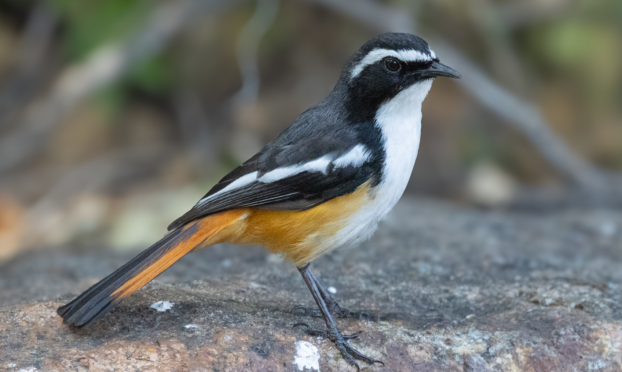 White-throated Robin-Chat by Martin Loftus - BirdGuides