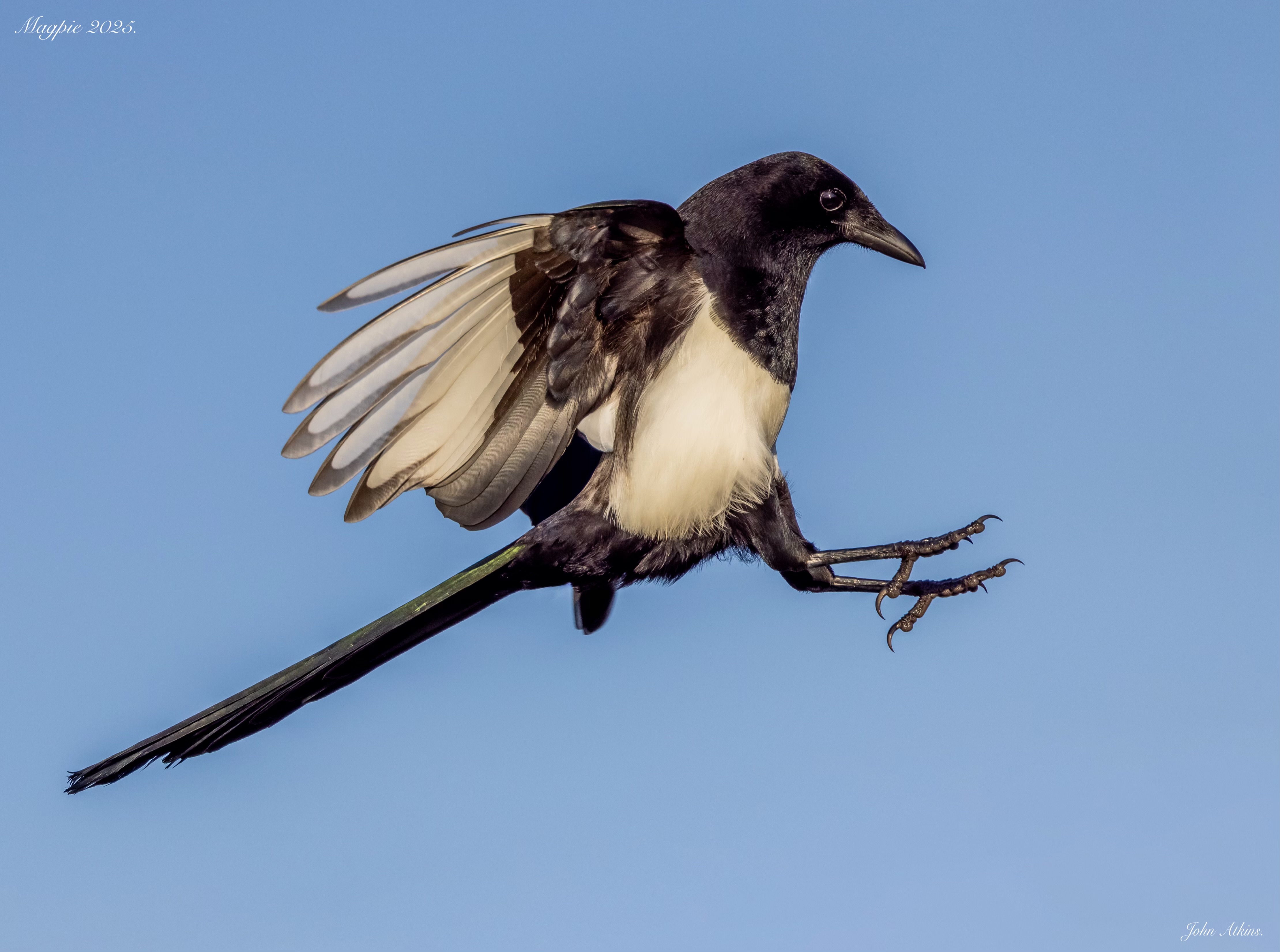 Magpie by John Atkins - BirdGuides