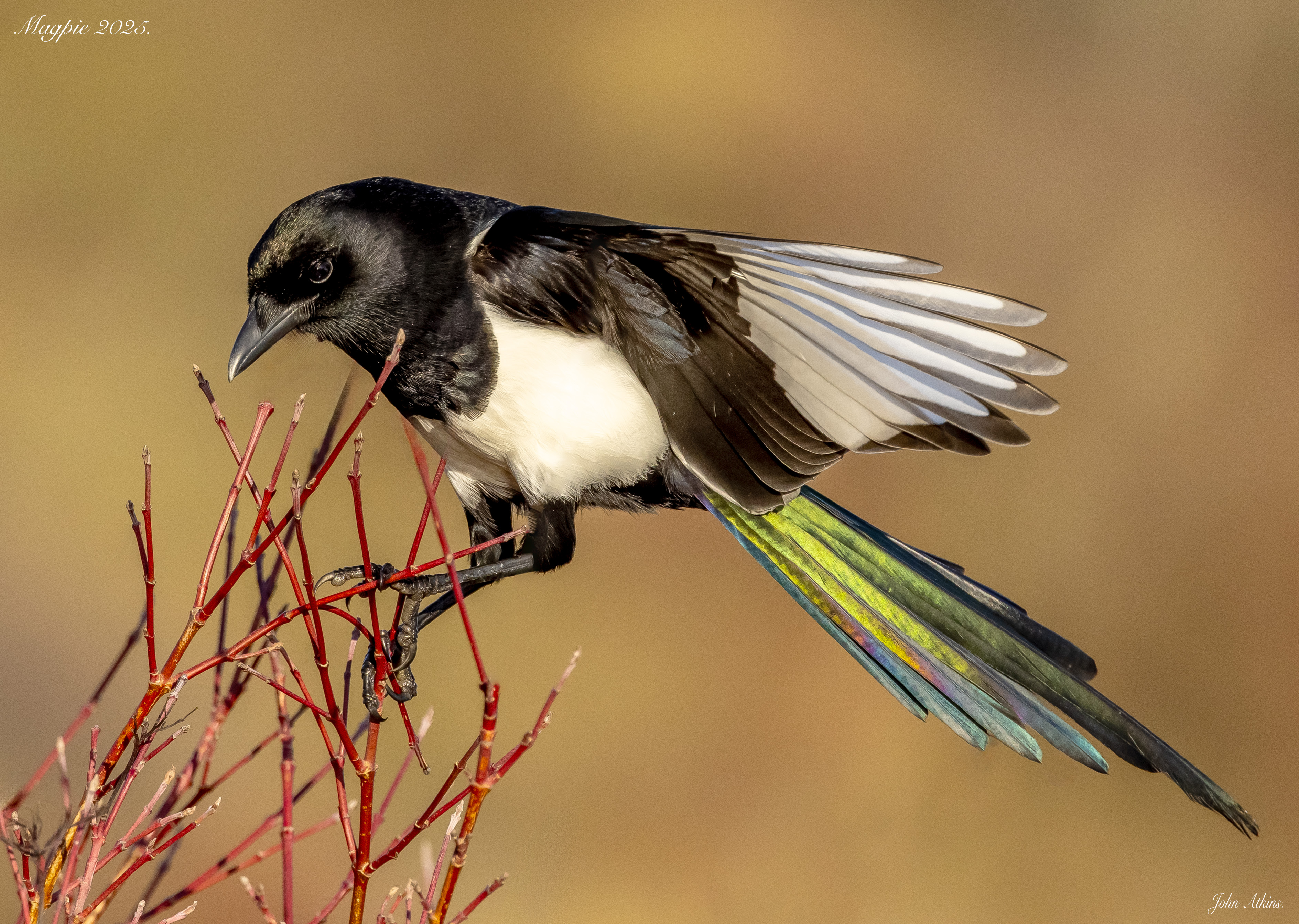 Magpie by John Atkins - BirdGuides