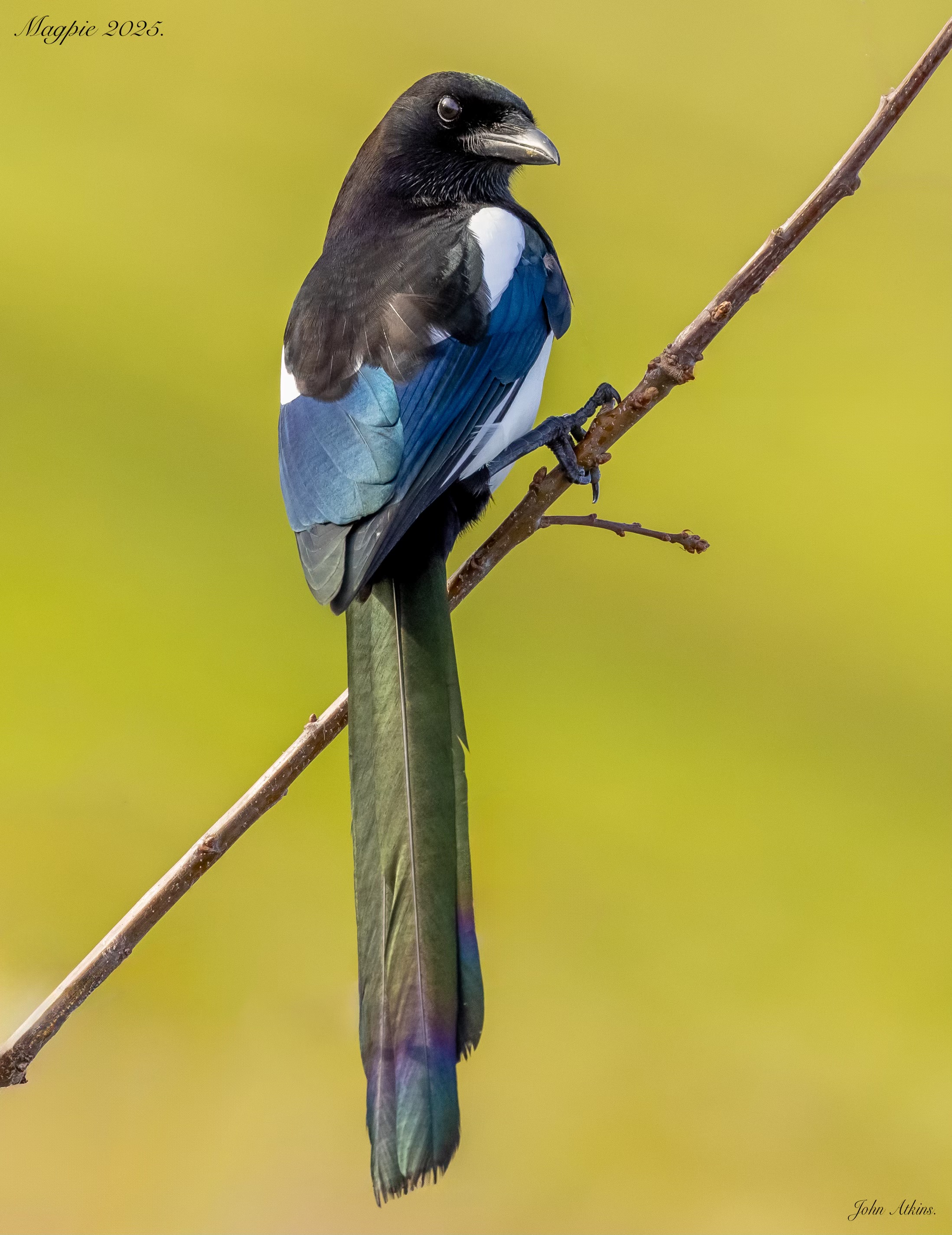 Magpie by John Atkins - BirdGuides
