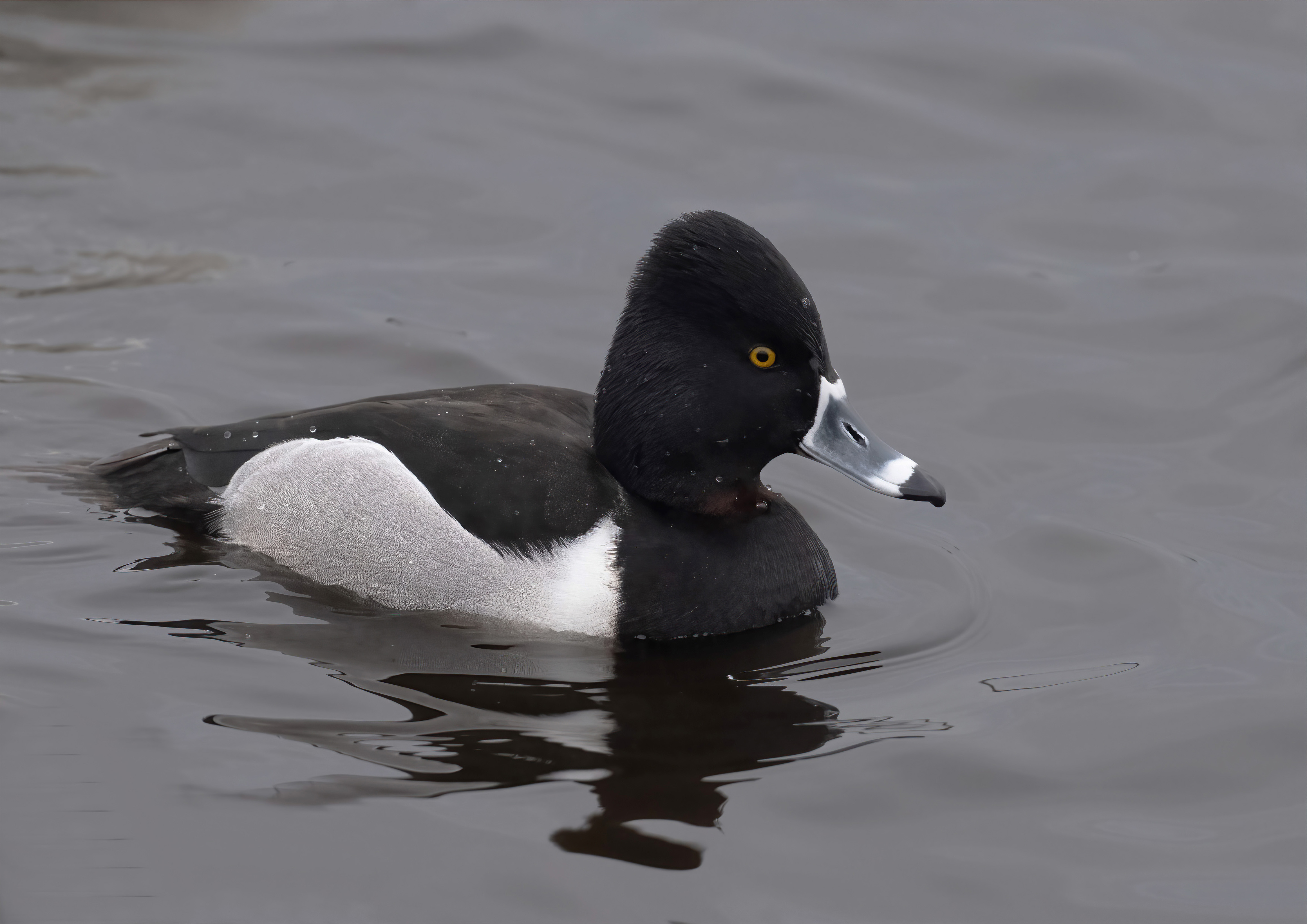 Ring-necked Duck by RICHARD GABB - BirdGuides