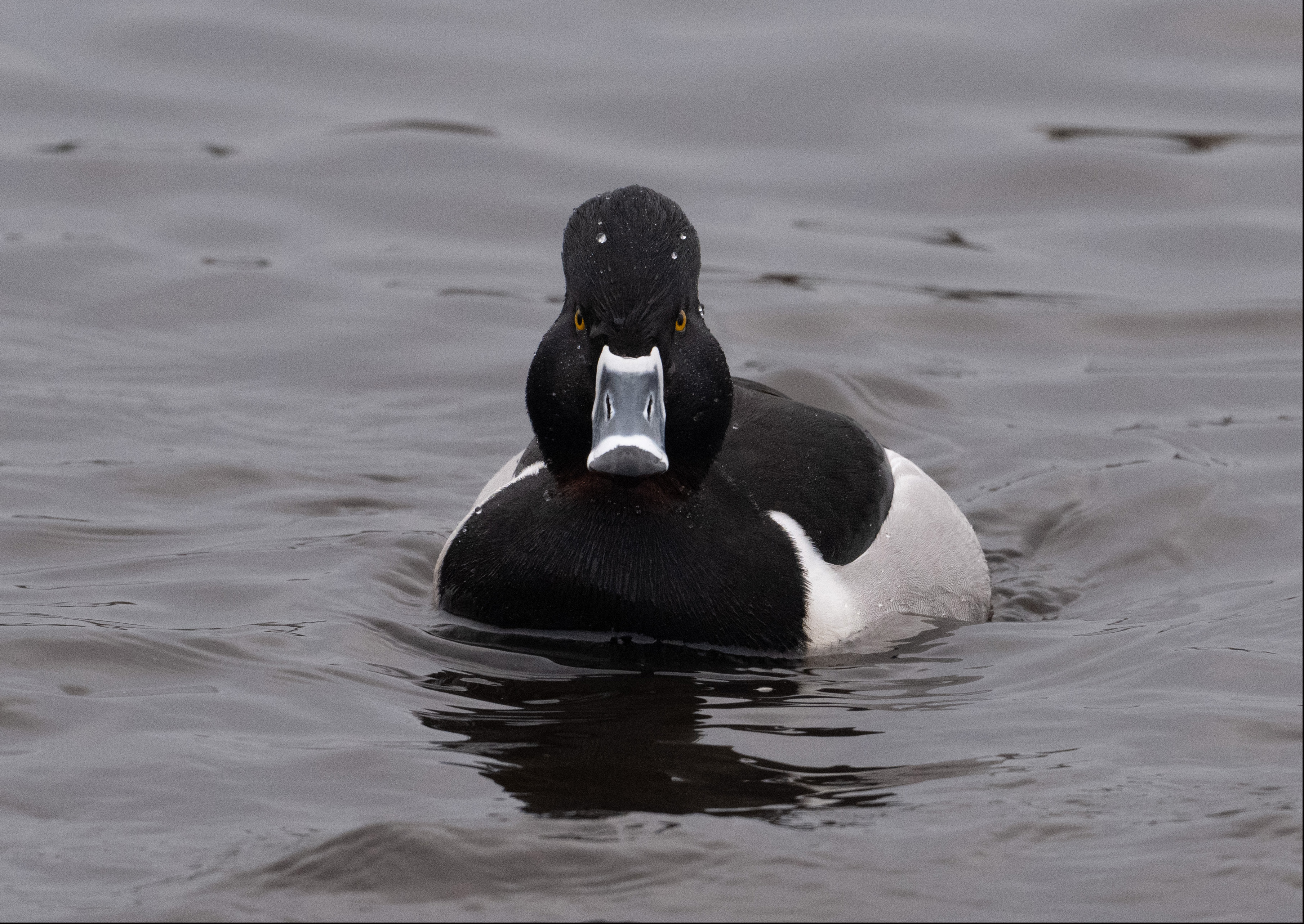 Ring-necked Duck by RICHARD GABB - BirdGuides