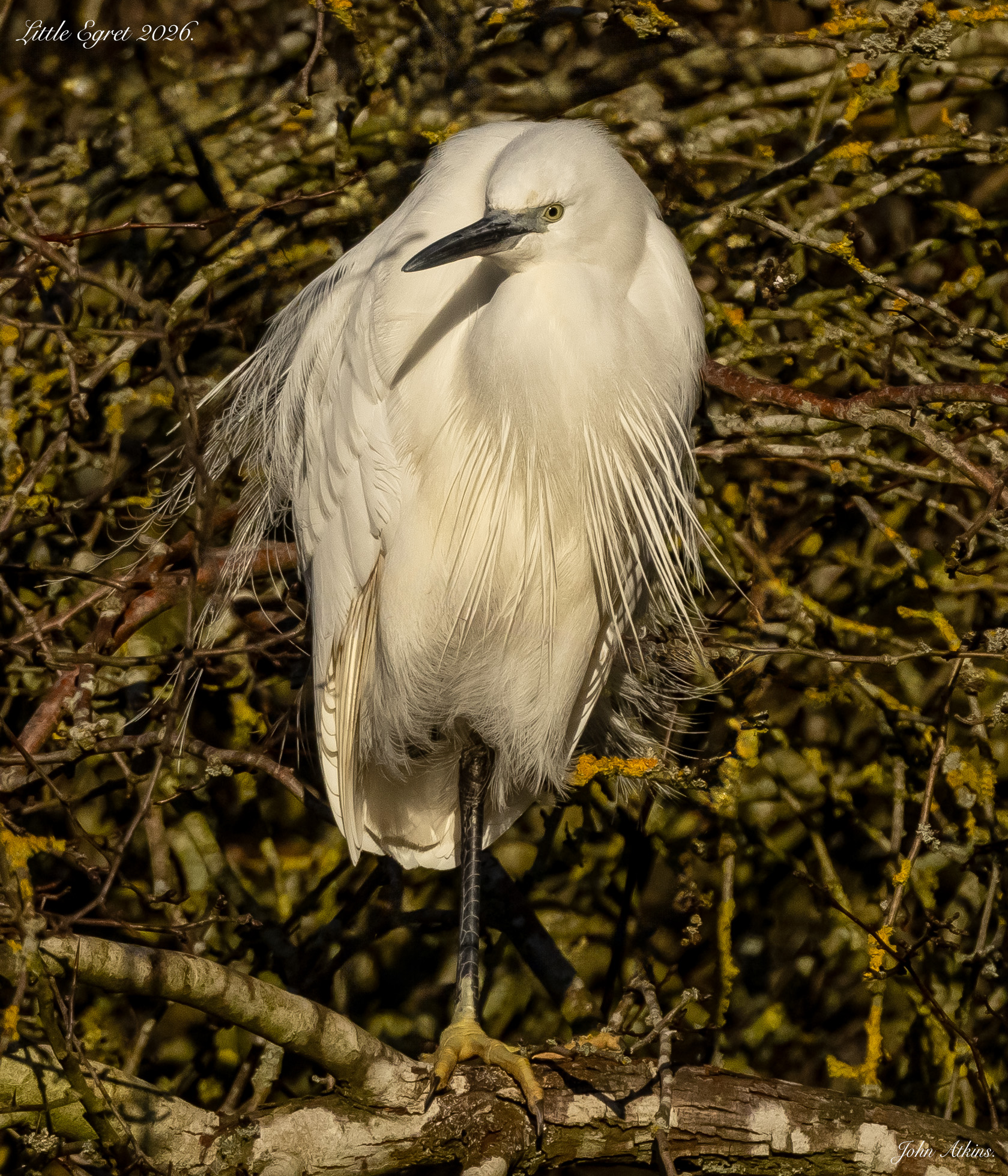 Little Egret by John Atkins - BirdGuides