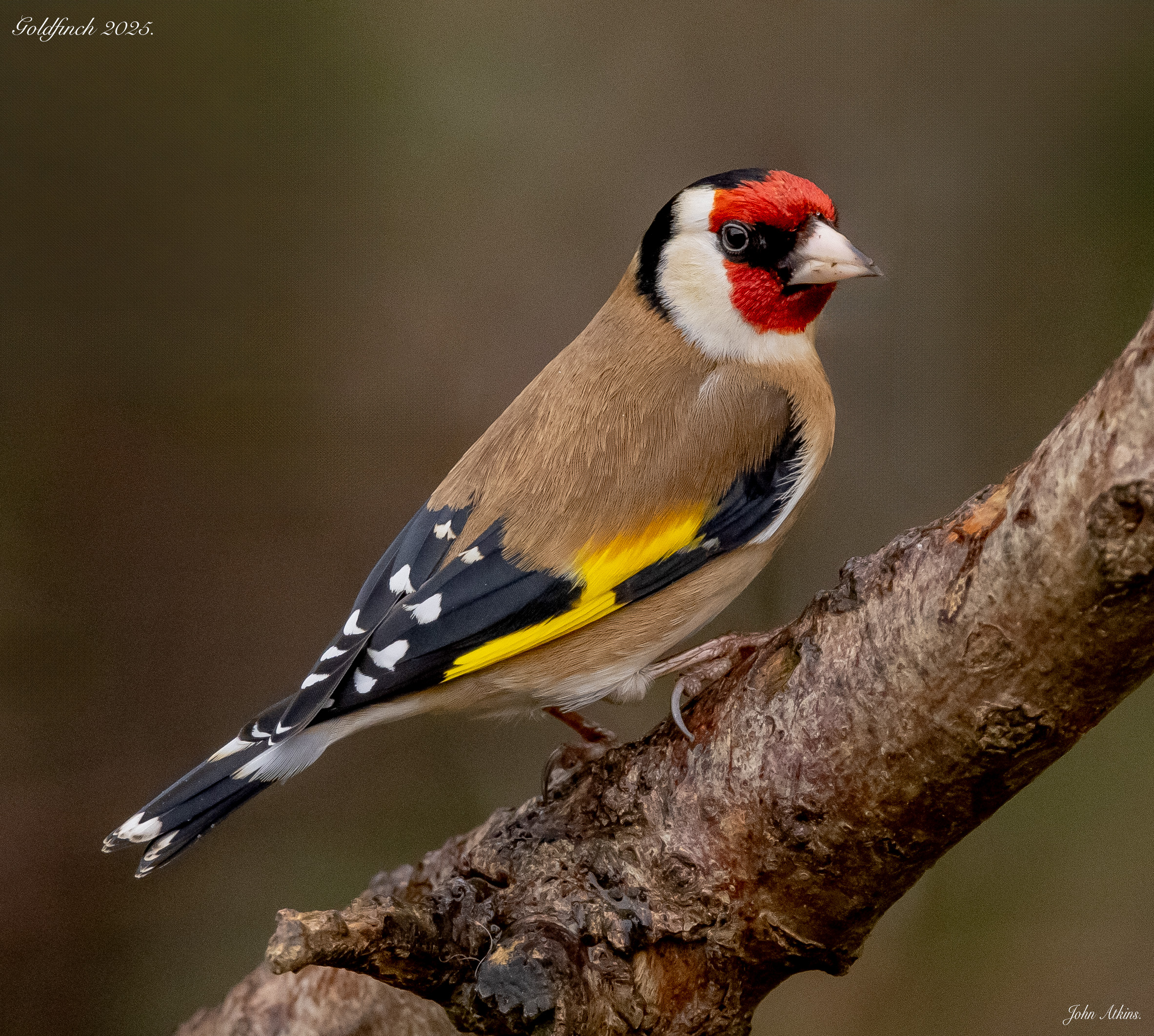 Goldfinch by John Atkins - BirdGuides