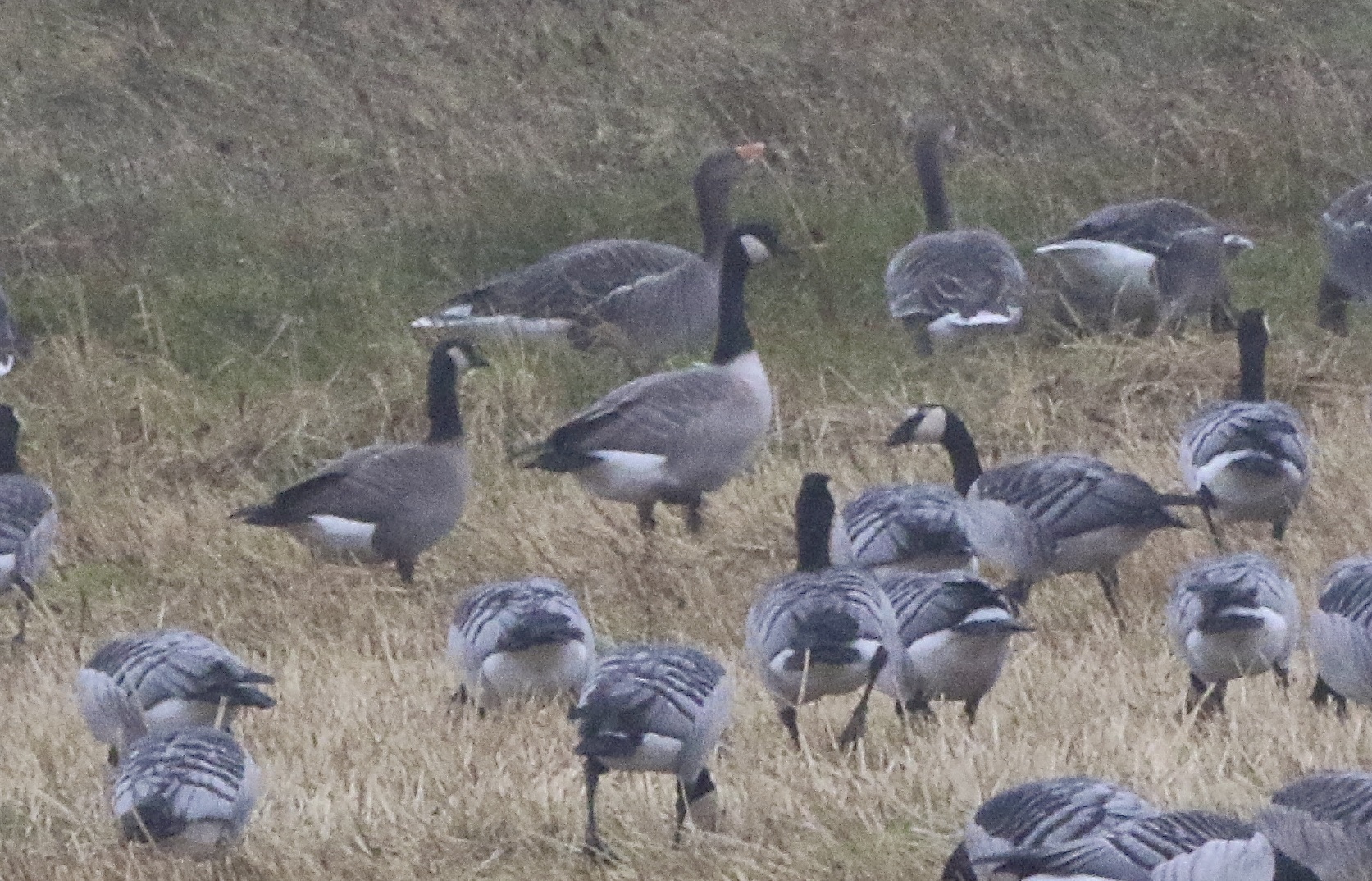 Richardson's Cackling Goose by Robert McMillan - BirdGuides