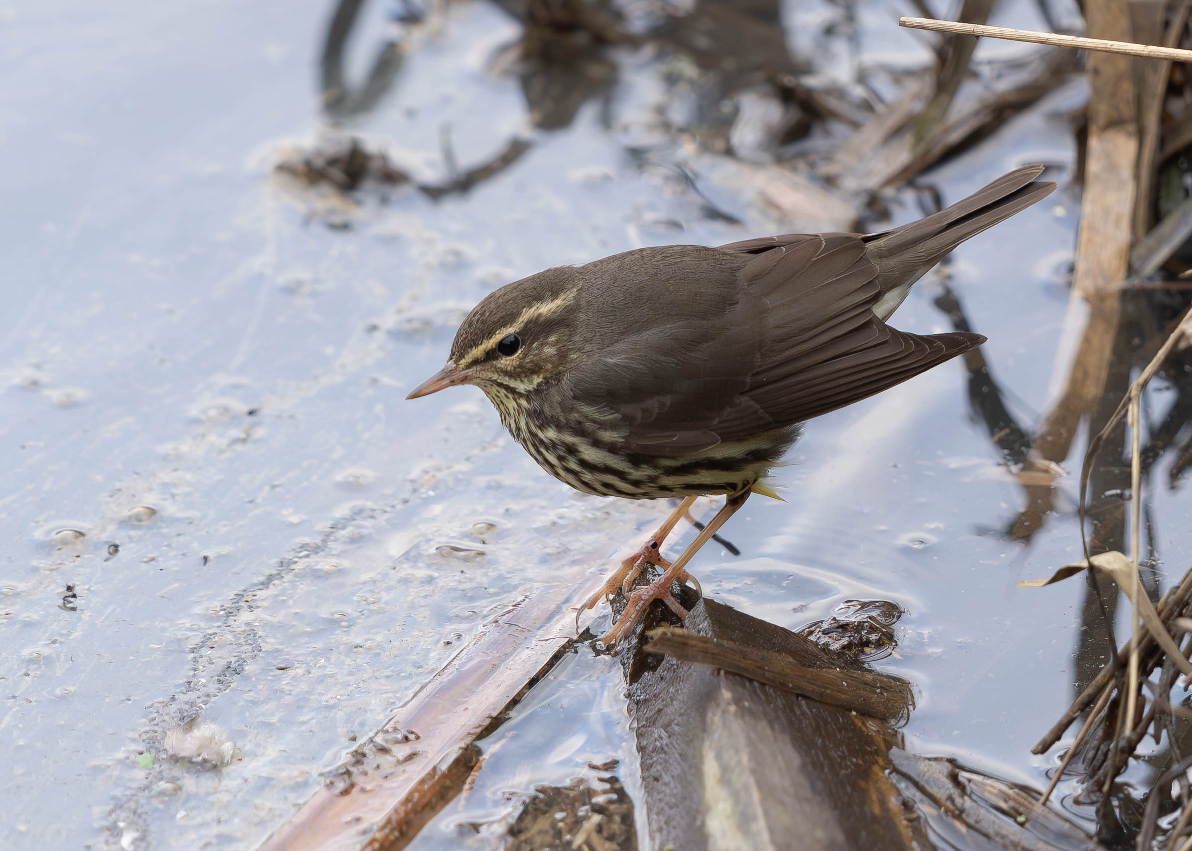 Northern Waterthrush by David Carr - BirdGuides