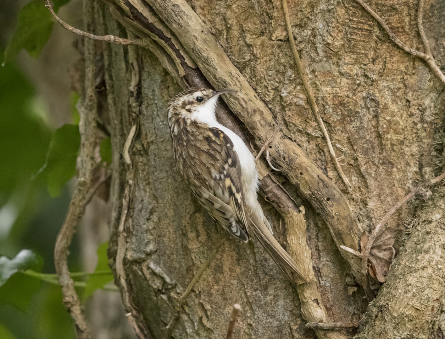 Eurasian Treecreeper by Andrew Brown - BirdGuides