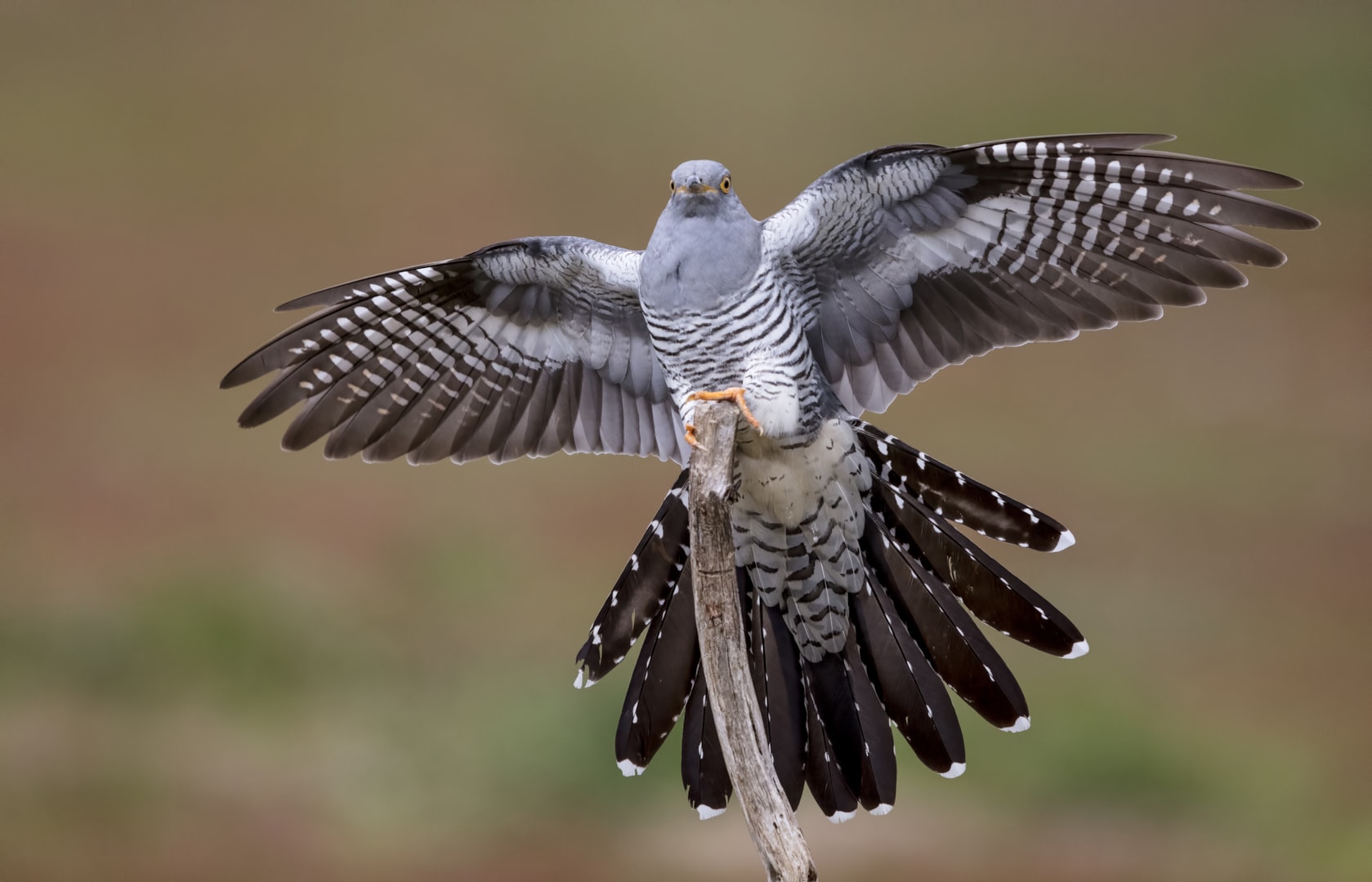 Common Cuckoo by Andrew Brown - BirdGuides