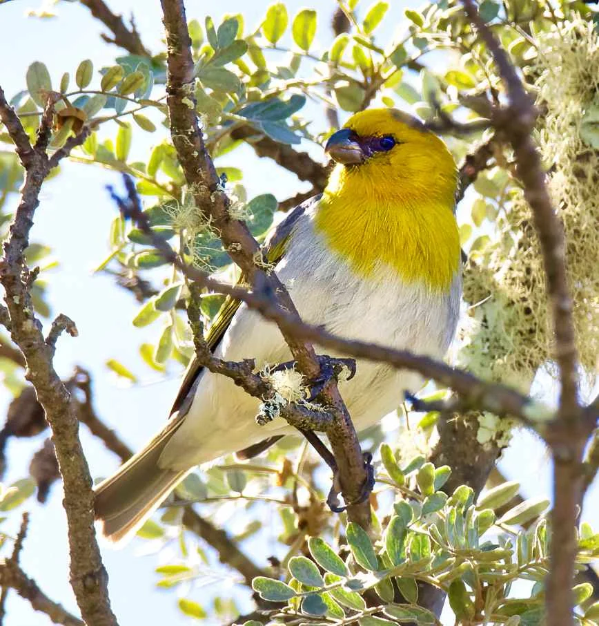 Details : Palila - BirdGuides