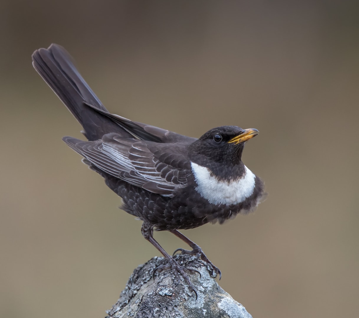 Ring Ouzel by Paul Harris - BirdGuides