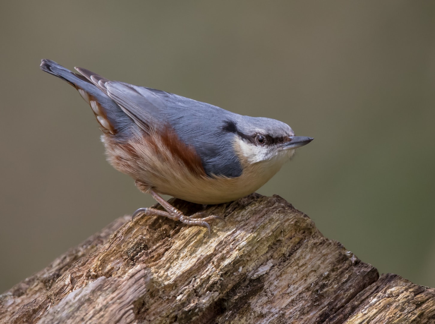 Eurasian Nuthatch by Paul Harris - BirdGuides