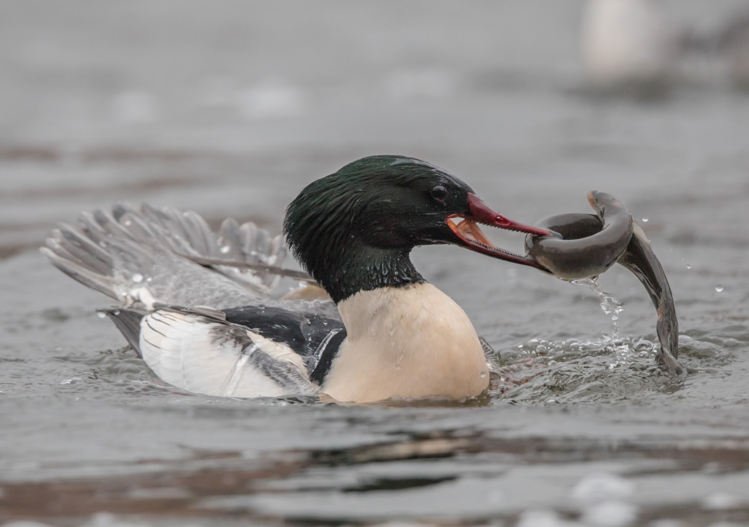 Goosander by Paul Harris - BirdGuides