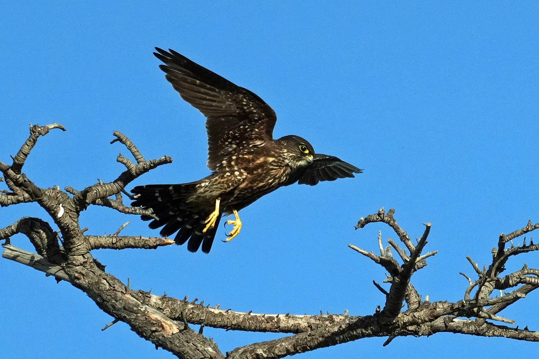 Details : Taiga Merlin - BirdGuides