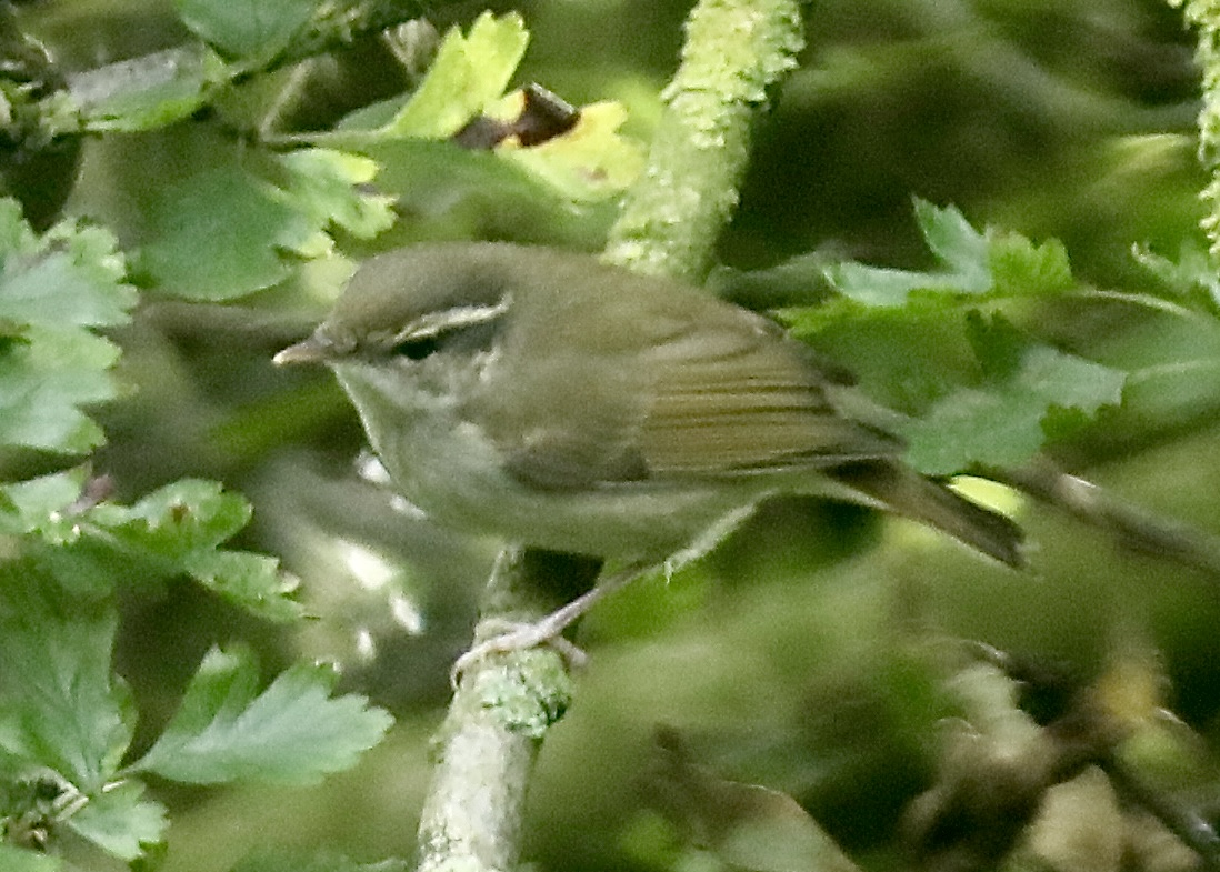 Pale-legged Leaf Warbler by Stevan Windle - BirdGuides