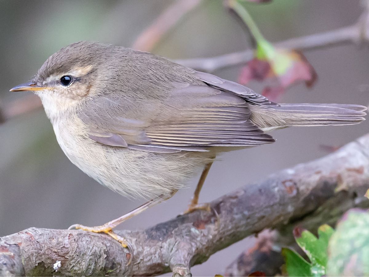 Dusky Warbler by Ted Smith - BirdGuides