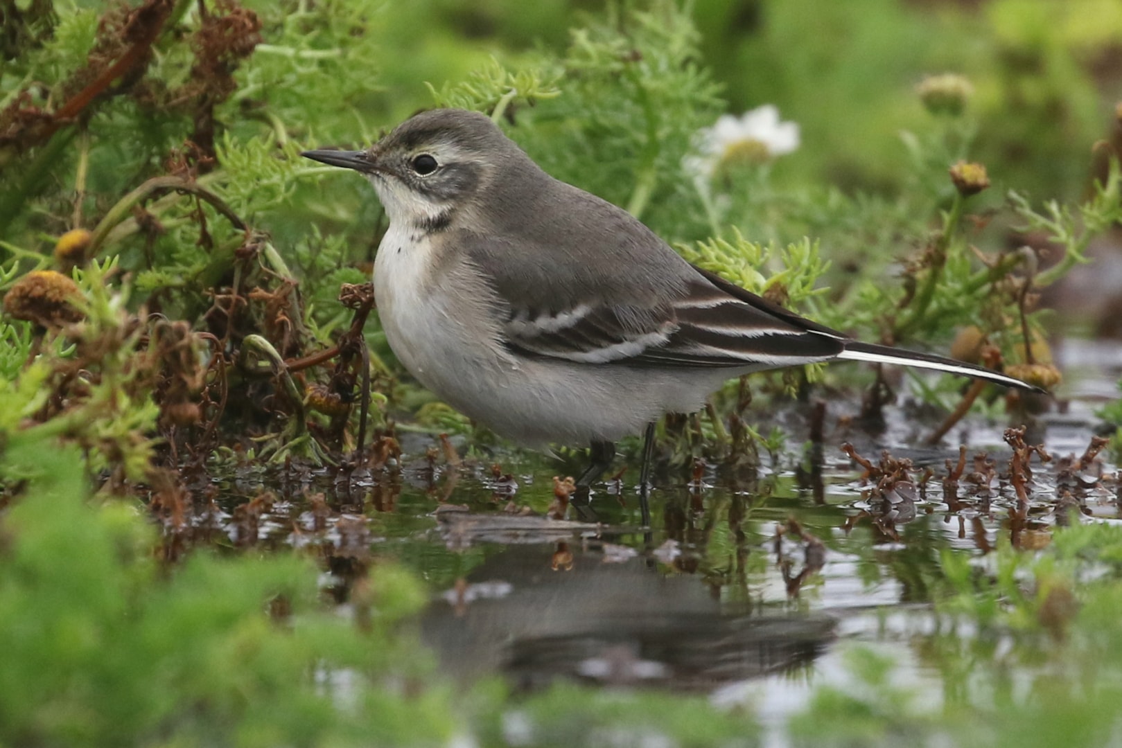 Citrine Wagtail by Richard Brown - BirdGuides