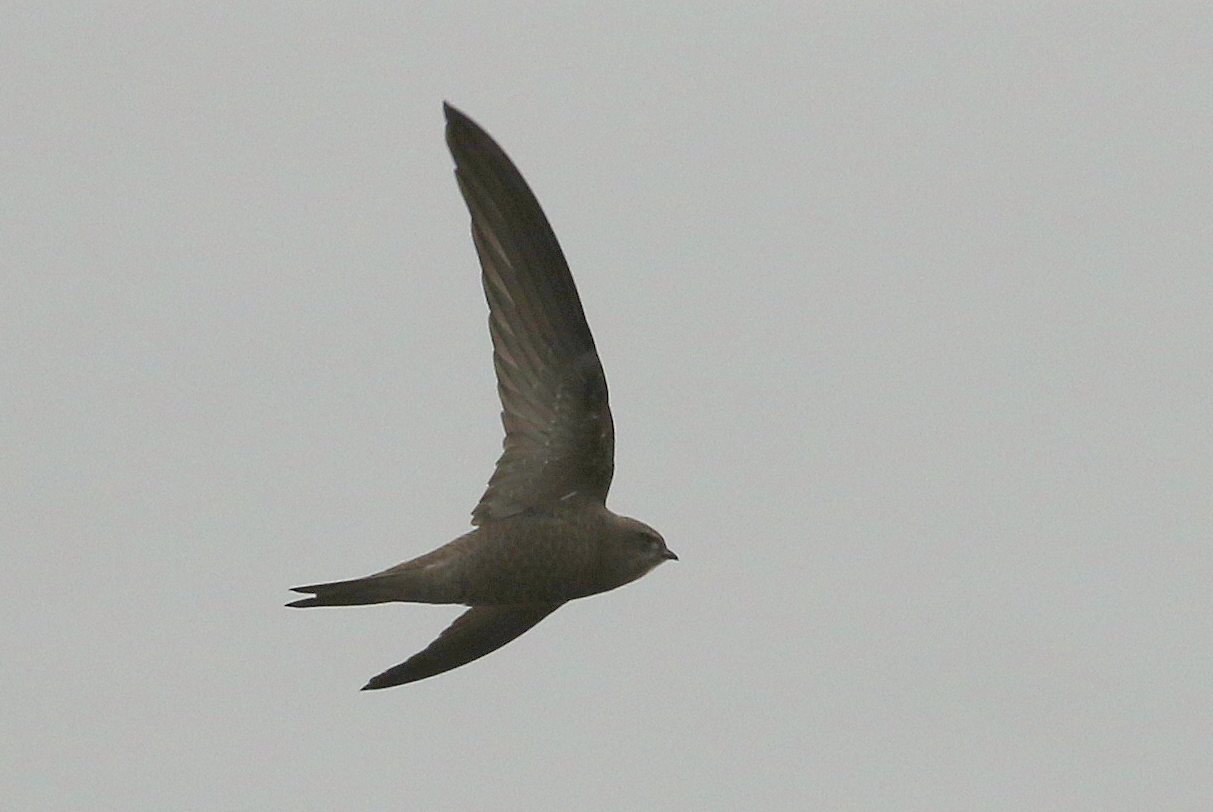 Pallid Swift by Skokholm Warden - BirdGuides