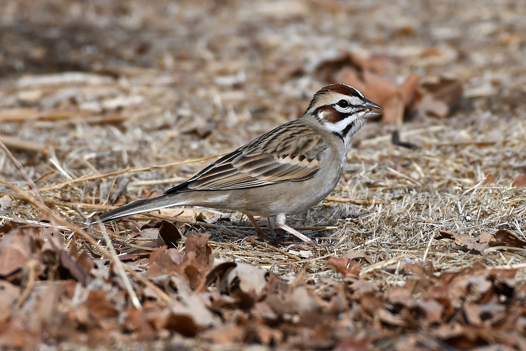 Details : Lark Sparrow - BirdGuides