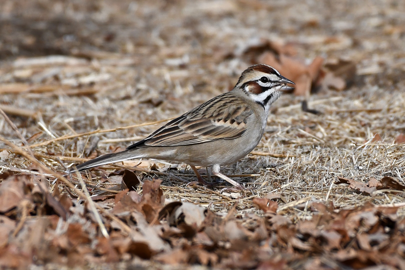 Lark Sparrow by Alexander Viduetsky - BirdGuides